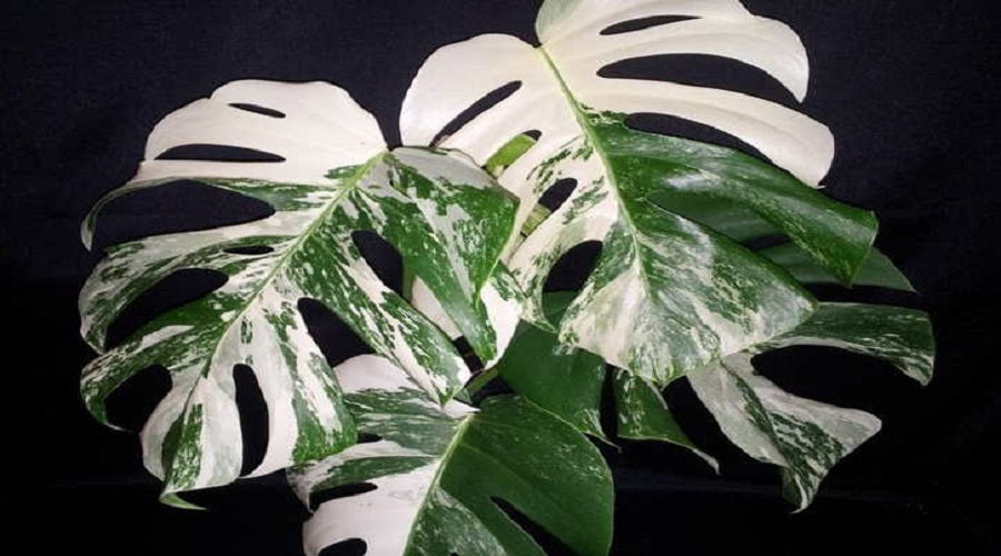 Why Are Variegated Monsteras So Expensive — Aroidasia