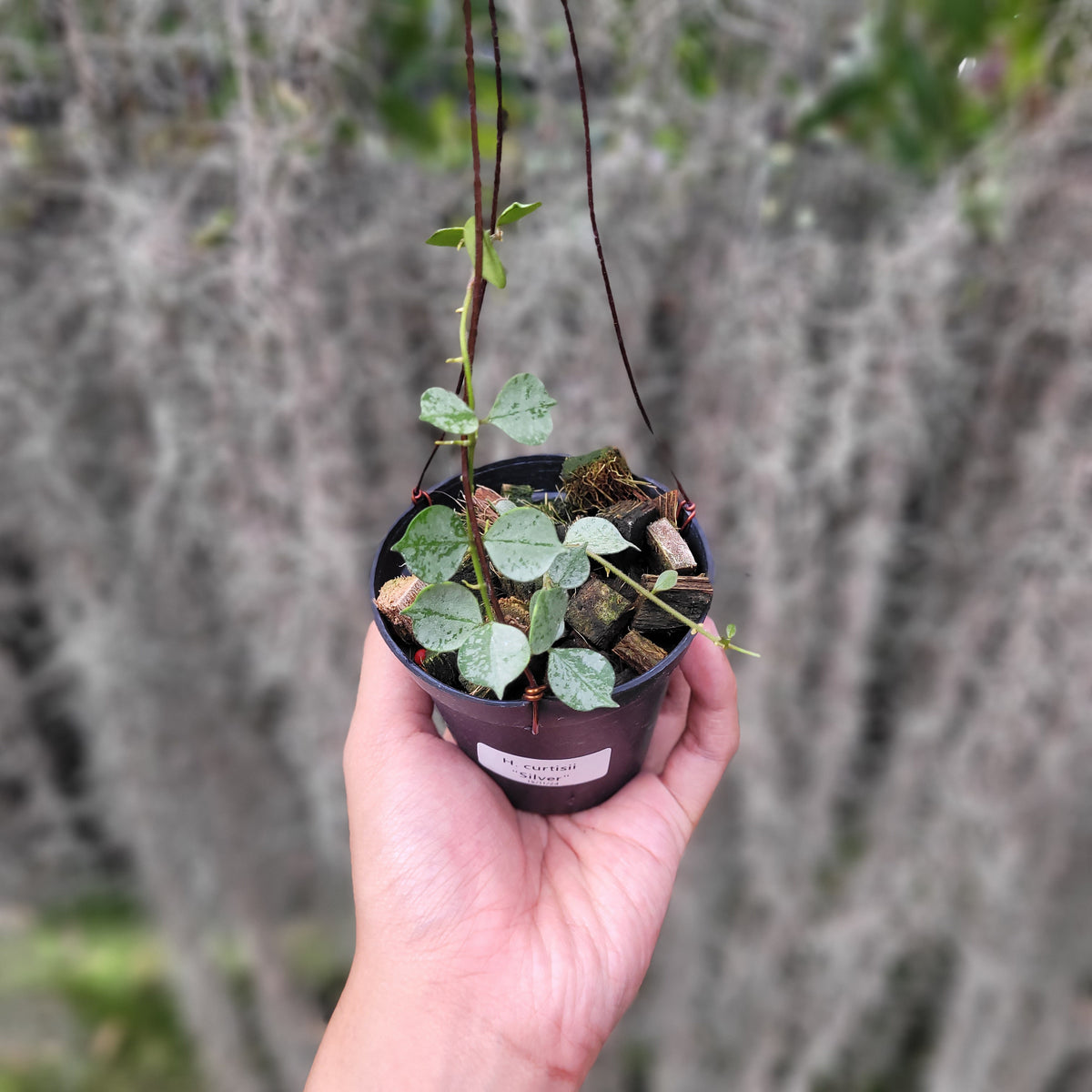 Hoya Curtisii Silver — Aroidasia