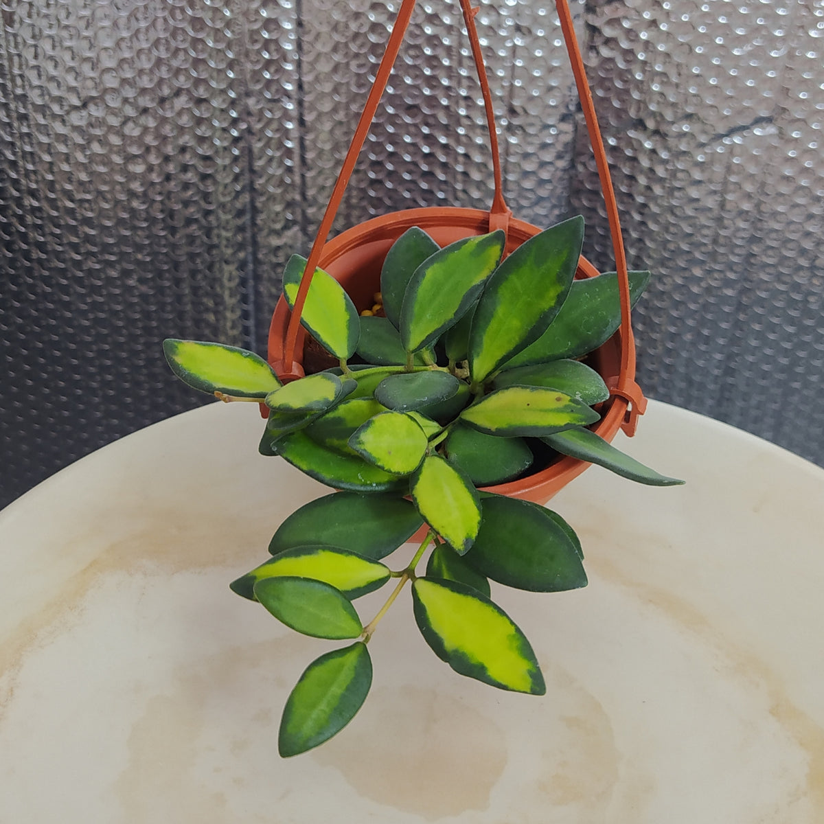 Hoya DS-70 Variegated (AFF Burtoniae) — Aroidasia