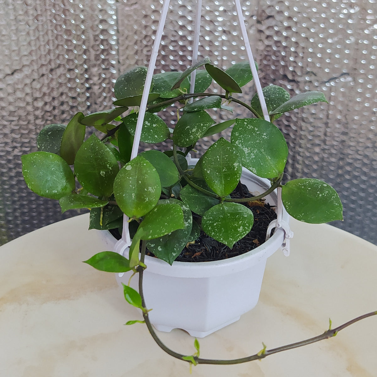 Hoya Lacunosa SP Gayo Splash — Aroidasia