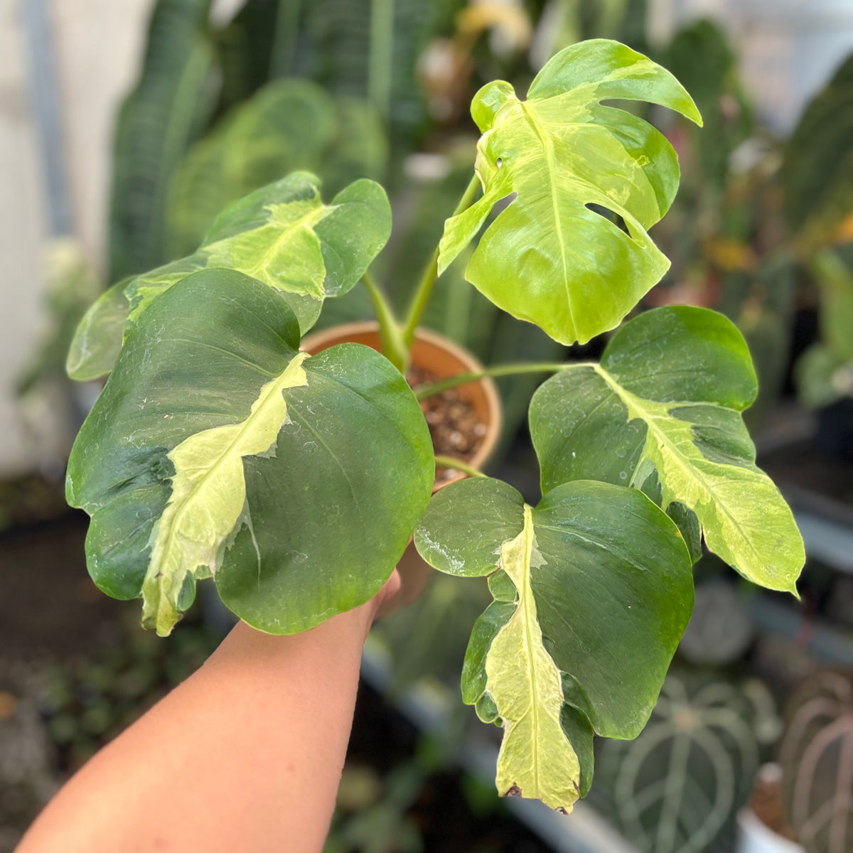 Monstera White Lava — Aroidasia