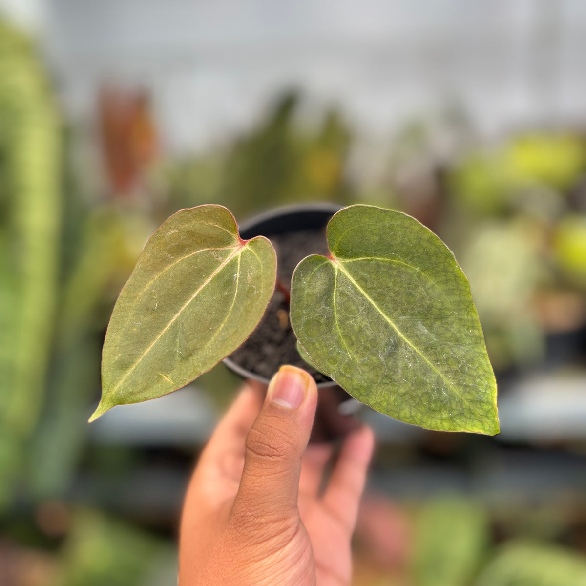 Anthurium Carla Blackiae x Blood of Blue — Aroidasia
