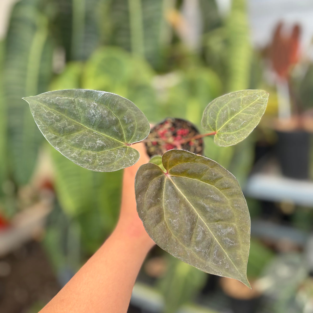 Anthurium Night Queen x Red Crystal — Aroidasia