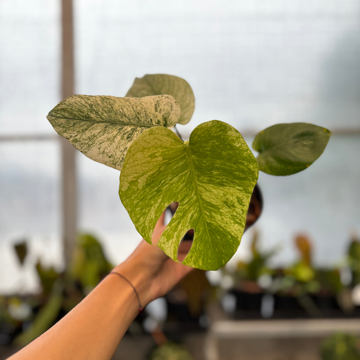 FS25-8 Monstera Silver Star — Aroidasia