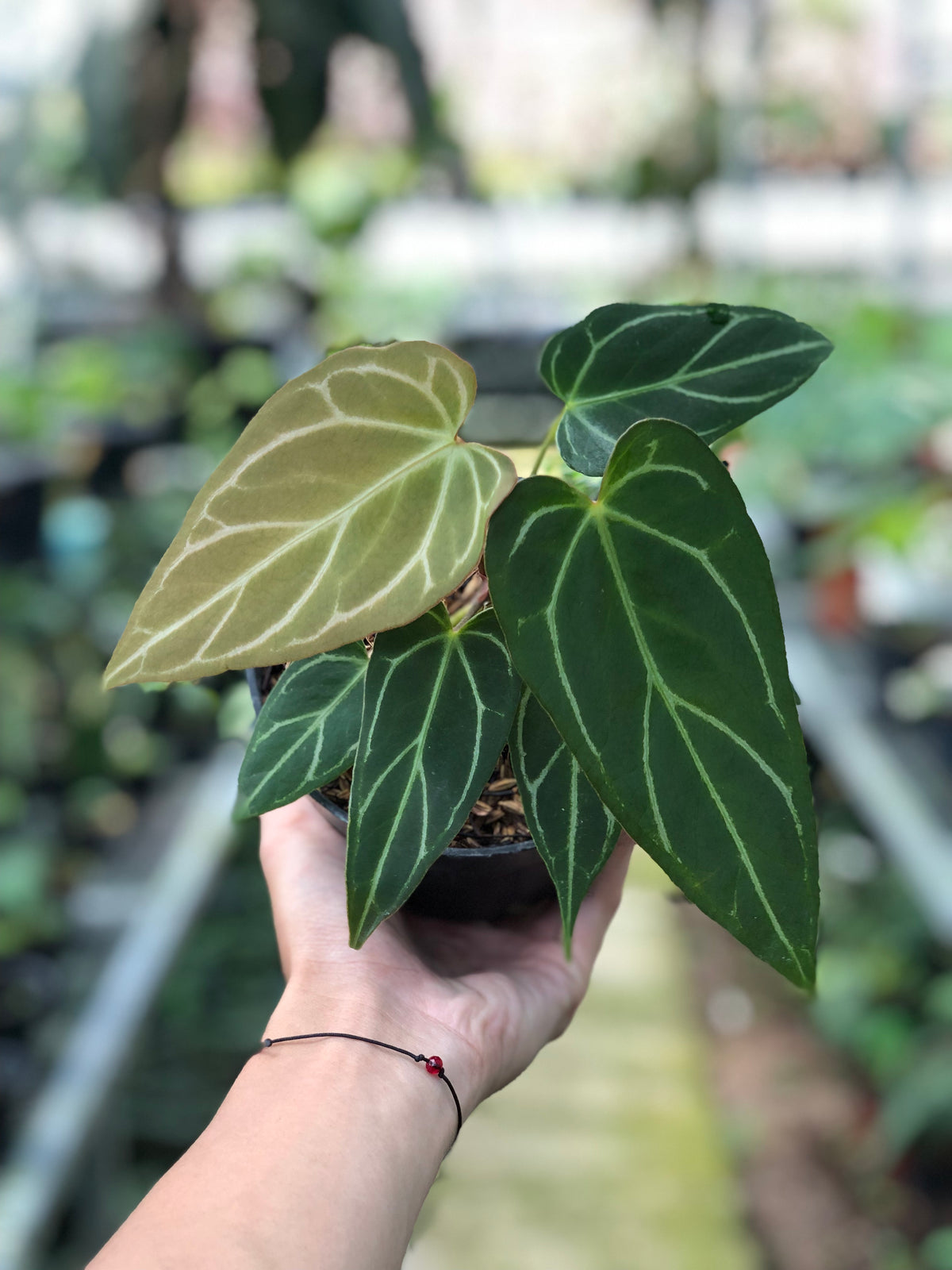 Anthurium Papilillaminum x Red Spider — Aroidasia