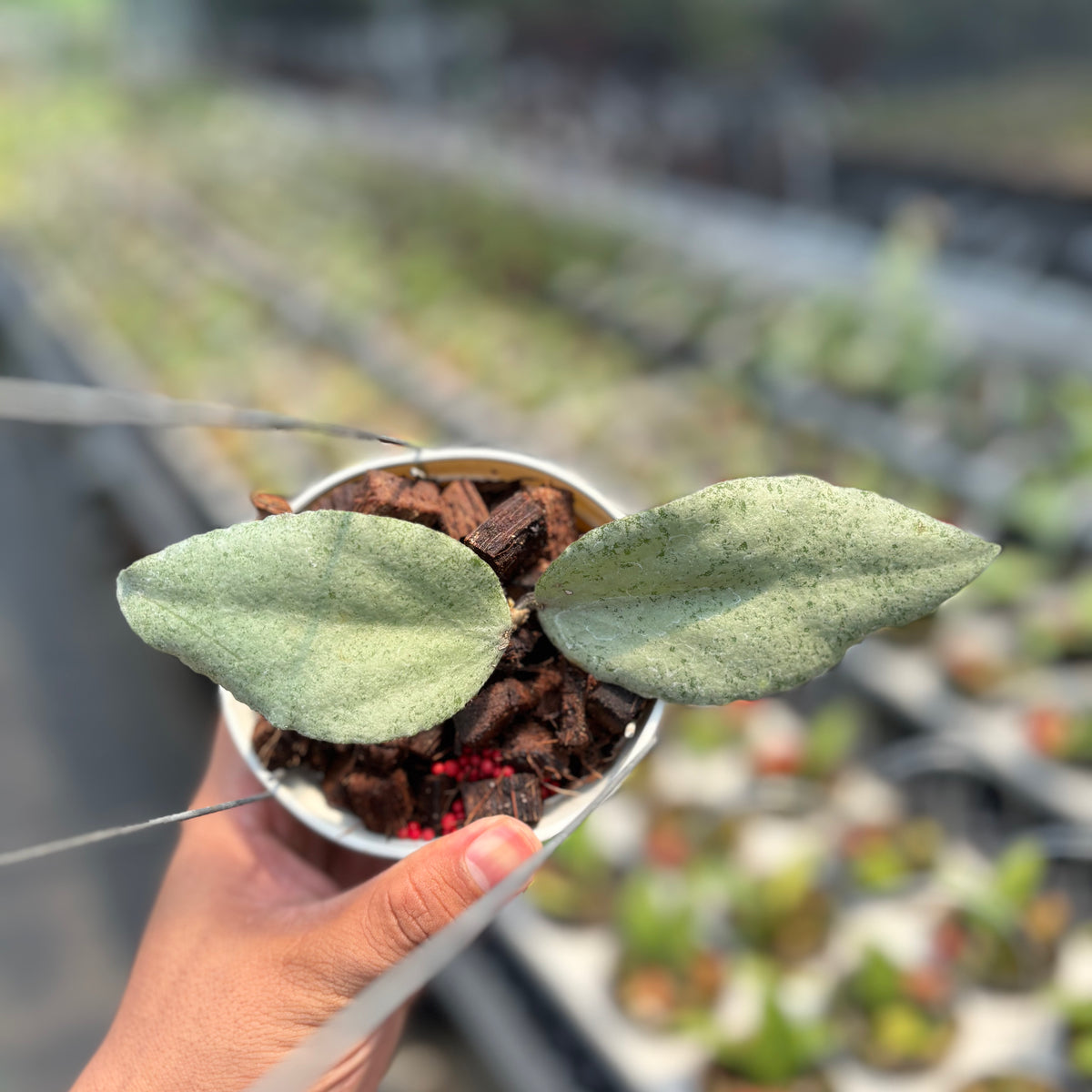 Hoya Caudata "Silver" (ARGENE) — Aroidasia