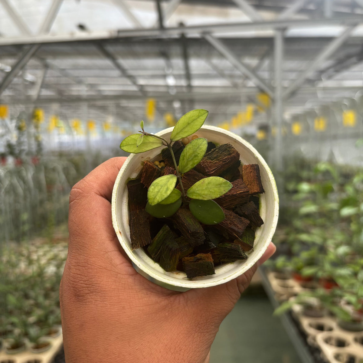 Hoya Mini Coin Variegated — Aroidasia
