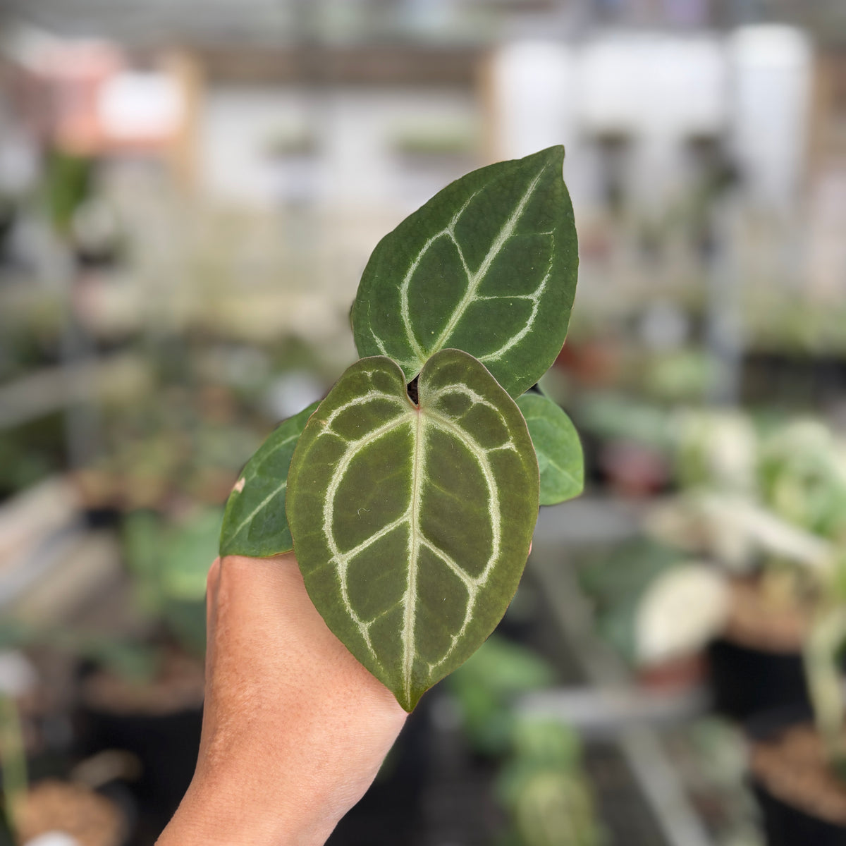 Anthurium Michelle x Forgetti Variegated — Aroidasia