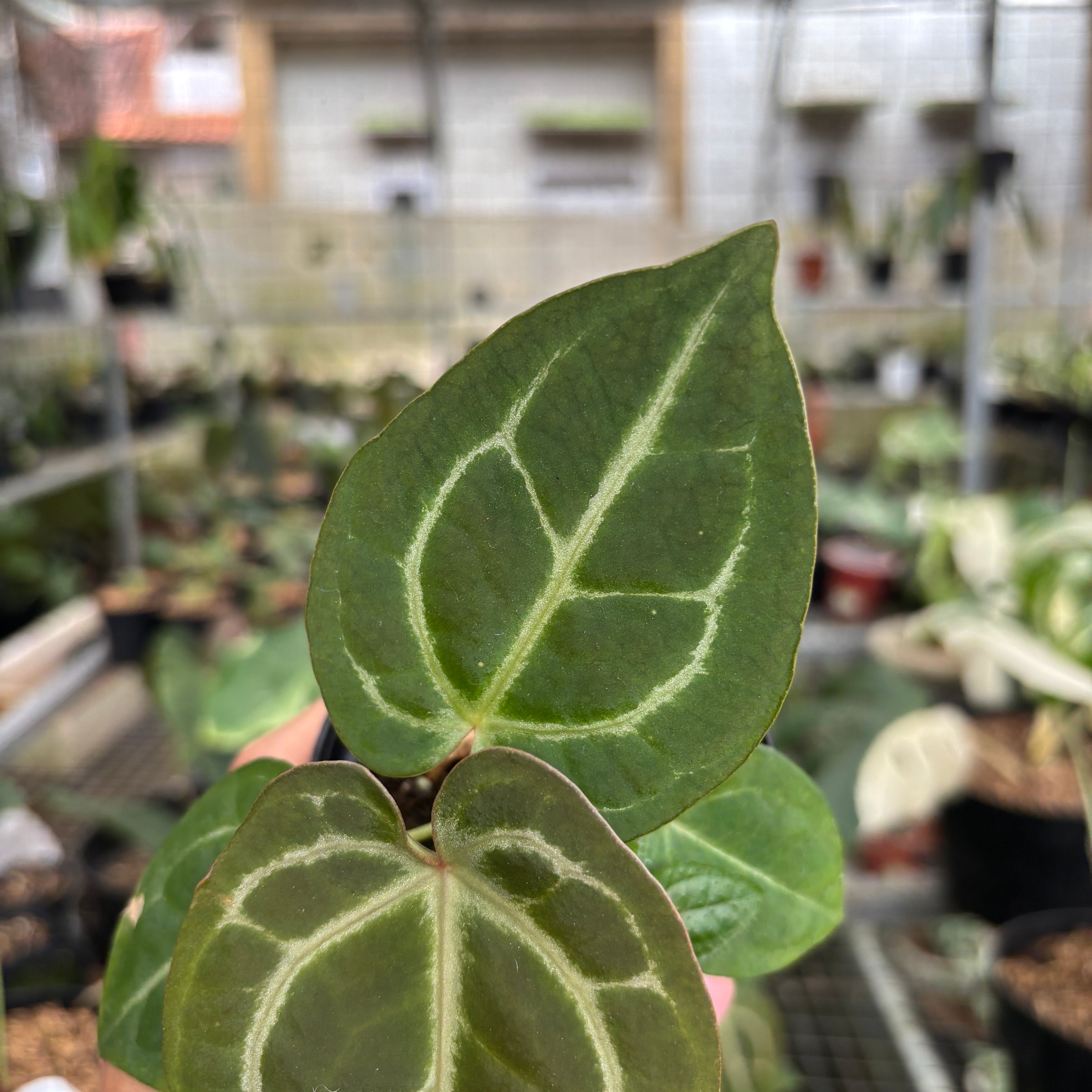 Anthurium Michelle x Forgetti Variegated — Aroidasia