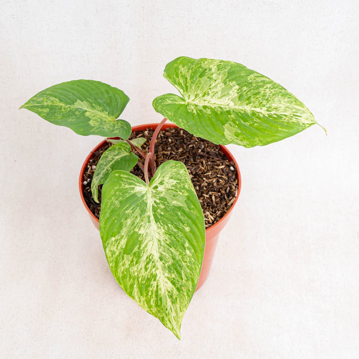 Homalomena Red Stem Variegated — Aroidasia