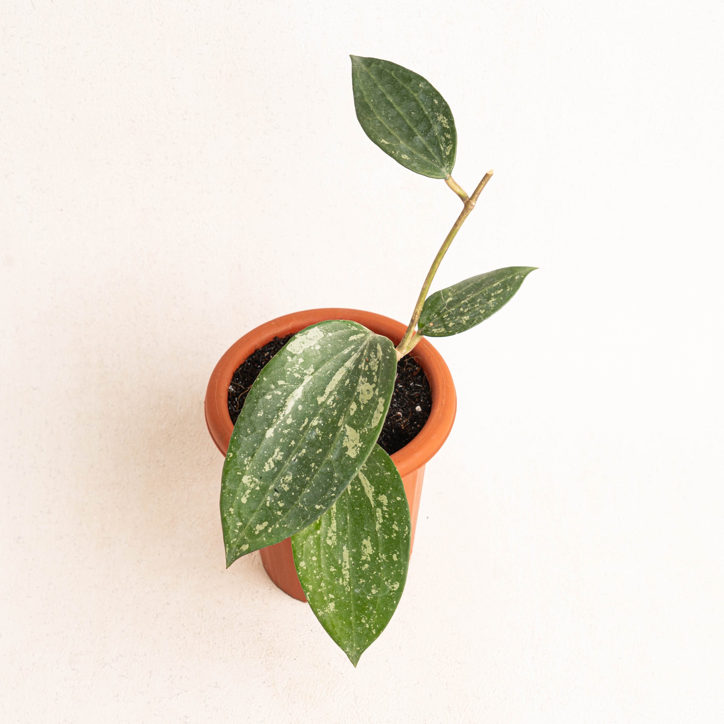 Hoya Macrophylla Splash — Aroidasia