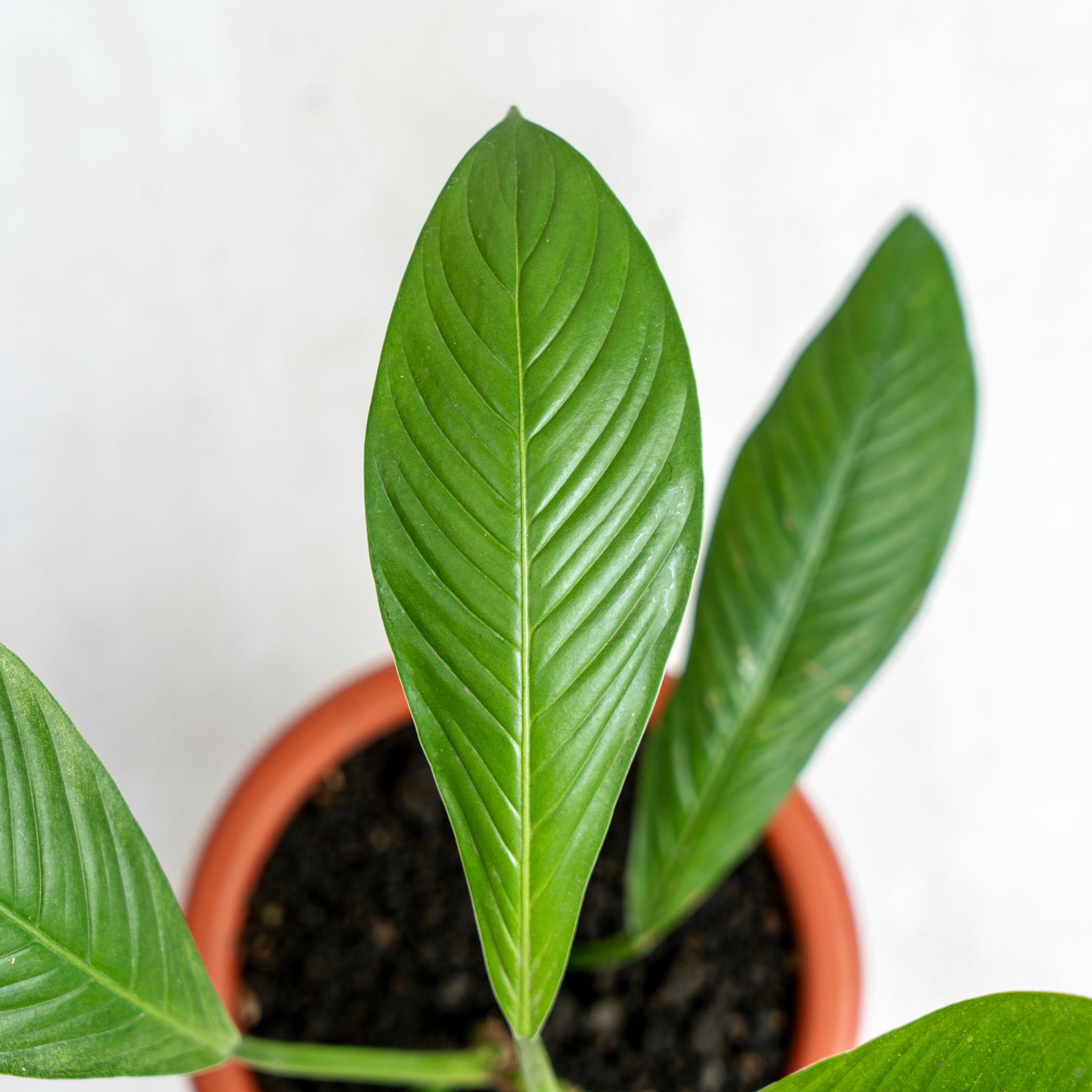 Philodendron Lynette — Aroidasia