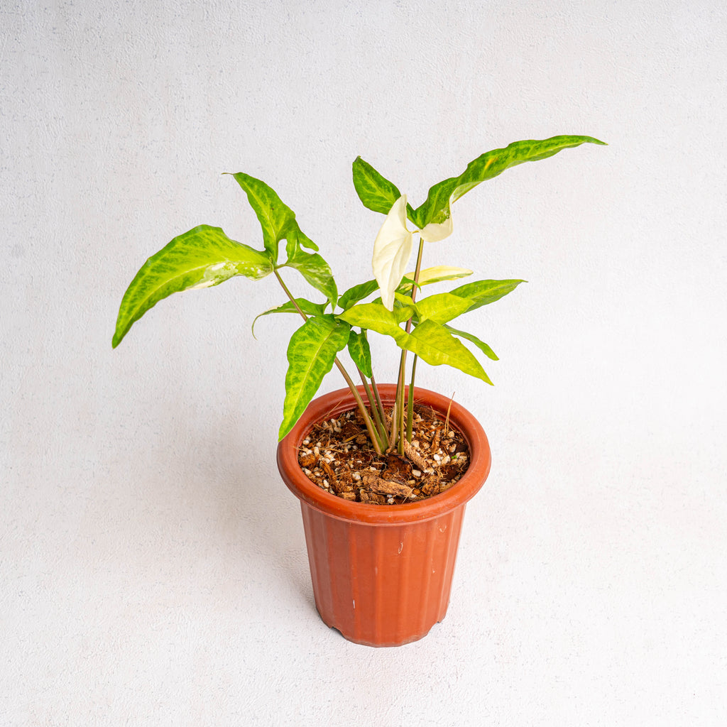 All Plants — Aroidasia